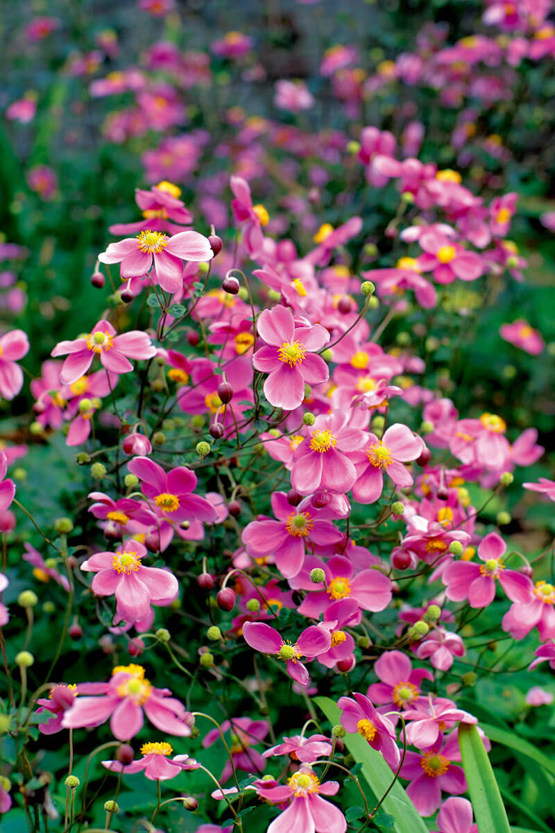 シュウメイギクどっちがお好み？和風な美しさの清楚系＆可憐な美しさのキュート系【趣味の園芸】 | NHK出版デジタルマガジン